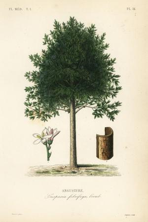 'Angostura Trifoliata, Cusparia Febrifuga, Angusture' Giclee Print ...