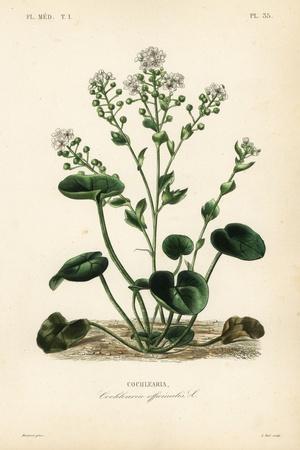 'Common Scurvygrass or Spoonwort, Cochlearia Officinalis, Cochlearia ...