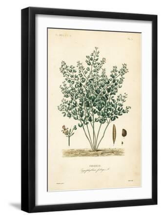 Syrian Bean-Caper, Zygophyllum Fabago, Fabagelle Framed Giclee Print ...