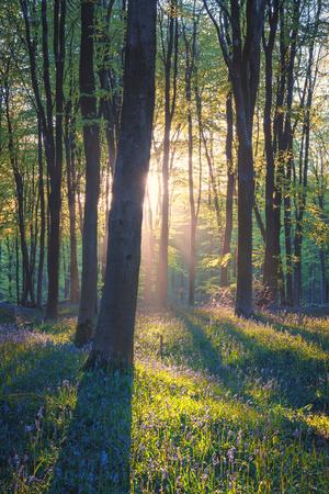 'The Bluebells of Micheldever Woods Hampshire at Sunrise' Photographic ...