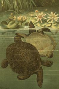 Beautiful Louis Prang artwork for sale, Posters and Prints | Art.com