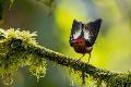 'Club-winged manakin courtship display at lek, Ecuador' Photographic ...