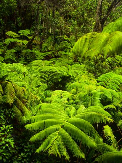 Lush tropical greenery in Hawaii Volcanoes National Park, Big Island ...