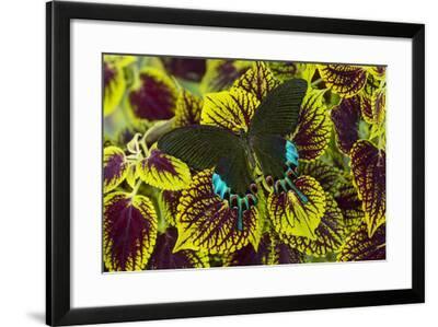 Luzon Peacock Swallowtail Butterfly from Philippines, Papilio Hermeli ...