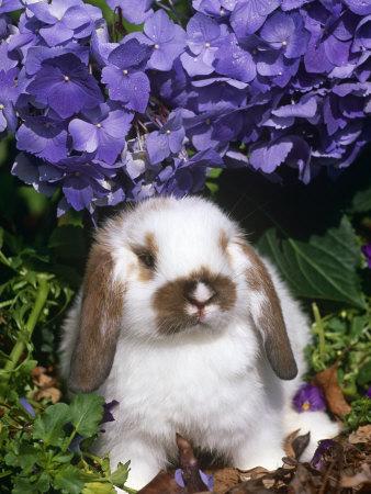'Baby Holland Lop Eared Rabbit, Amongst Hydrangeas, USA' Photographic ...