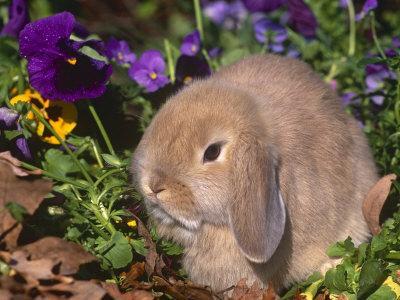 'Baby Holland Lop Eared Rabbit, USA' Photographic Print - Lynn M. Stone ...