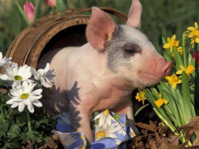 'Domestic Piglet in Barrel, Mixed-Breed' Photographic Print - Lynn M ...