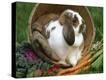 'French Lop Eared Rabbit in a Tub' Photographic Print - Lynn M. Stone ...