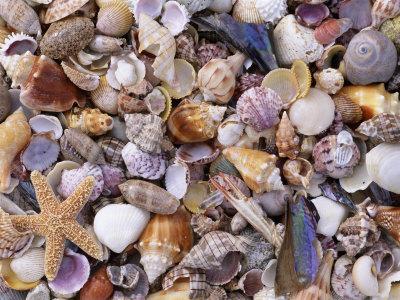 'Mixed Sea Shells on Beach, Sarasata, Florida, USA' Photographic Print ...