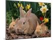 'Palamino Rabbits, Mother and Babies, Amongst Daffodils' Photographic ...