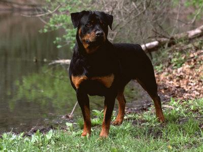 'Rottweiler Dog in Woodland, USA' Photographic Print - Lynn M. Stone ...