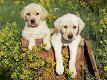 'Two Labrador Retriever Puppies, USA' Photographic Print - Lynn M ...