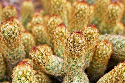 'Macro Cactus Mammillaria Elongata Rubra Copper King ,Gold Lace Cactus ...