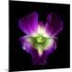 Orchid Photographic Print - Magda Indigo | Art.com