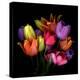 tulips Photographic Print - Magda Indigo | Art.com