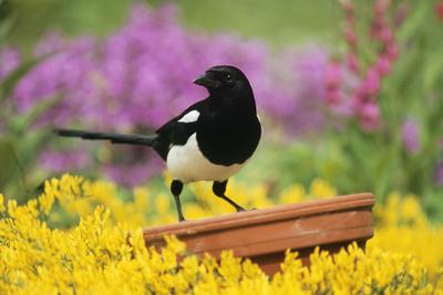 'Magpie Perched on Plant Pot in Garden' Photographic Print | Art.com