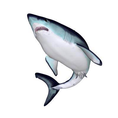 'Mako Shark' Art Print | Art.com