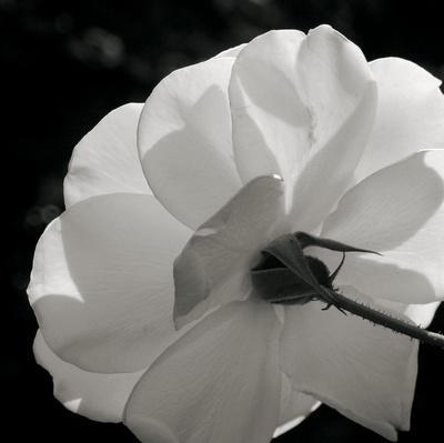 'White Rose III' Giclee Print - Malcolm Sanders | Art.com