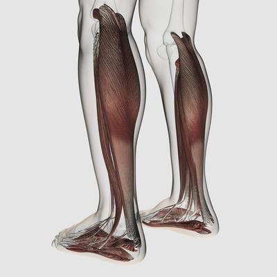'Male Muscle Anatomy of the Human Legs, Anterior View' Art Print | Art.com
