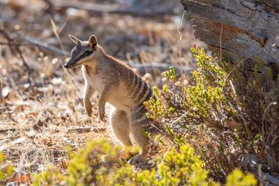 'Male Numbat in dry woodland, Western Australia' Photographic Print ...