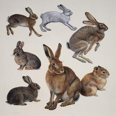 'Mammals Belonging to the Leporidae Family' Giclee Print | Art.com