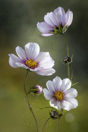 'Cosmos' Photographic Print - Mandy Disher | Art.com