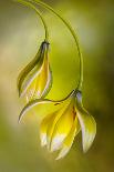 'Cape Daisies' Photographic Print - Mandy Disher | Art.com