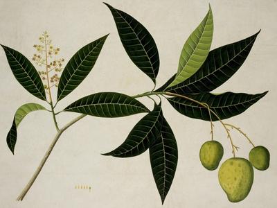 'Mango Tree' Giclee Print | Art.com