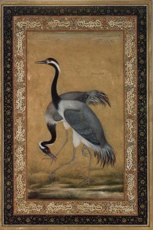 Mansur Brush Line Drawing of a Pair of Saras, India Giclee Print | Art.com