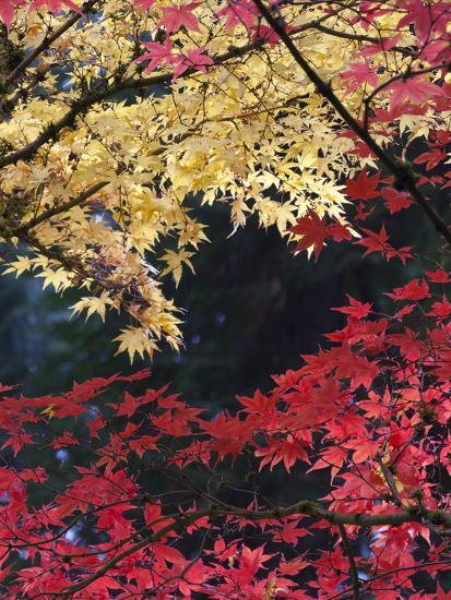 Maple Trees, Portland Japanese Garden, Oregon, USA Photographic Print ...