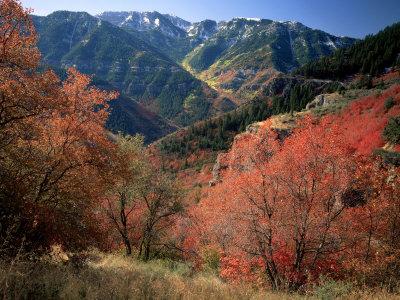 'Maples on Slopes above Logan Canyon, Bear River Range, Wasatch-Cache ...