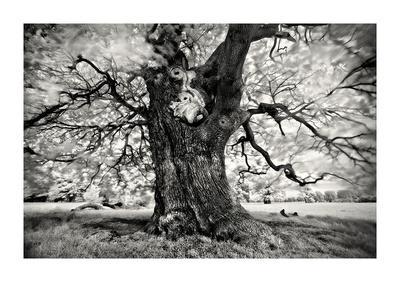 'Portrait of a Tree, Study 3' Giclee Print - Marcin Stawiarz | Art.com