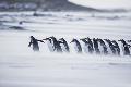 'Gentoo Penguins (Pygocelis papua papua) walking on the beach, Sea Lion ...