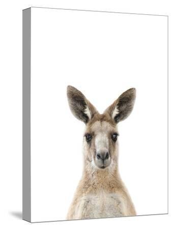 'Kangaroo Friend' Stretched Canvas Print - Marco Simoni | Art.com