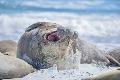'Southern elephant seal (Mirounga leonina) male on a sandy beach, Sea ...
