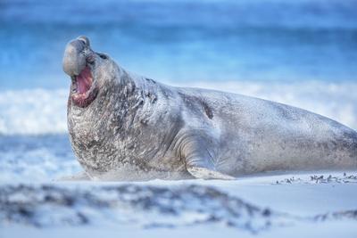 'Southern elephant seal (Mirounga leonina) male roaring, Sea Lion ...