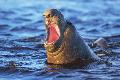 'Southern elephant seal (Mirounga leonina) male roaring, Sea Lion ...
