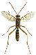 'Latibulus Argiolus, a Parasitoid Ichneumonid Attacking Polistes Wasps ...