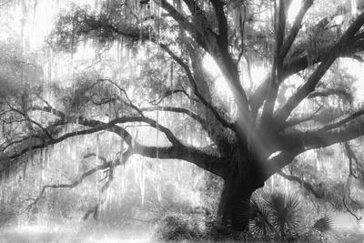 'Beautiful Southern Live Oak tree, Flordia' Photographic Print - Maresa ...