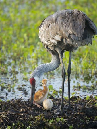 'Just Hatched, Sandhill Crane Rotating Second Egg, First Colt, Florida ...