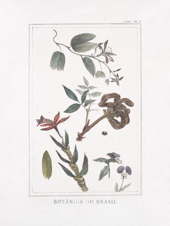 Botanica do Brasil - Floresta Giclee Print - Maria Mendez | Art.com
