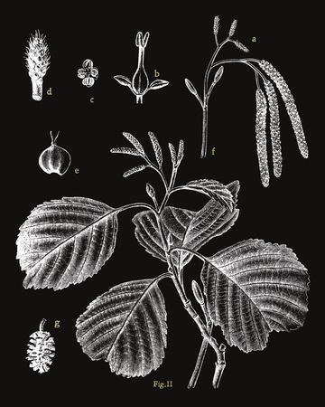 'Botanicus Herba' Giclee Print - Maria Mendez | Art.com