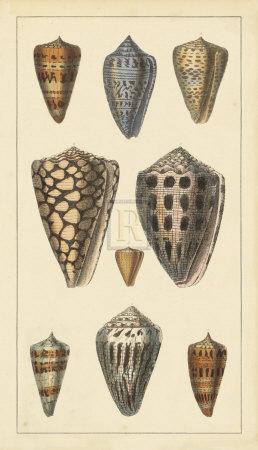 'Shells IV' Premium Giclee Print - Maria Mendez | Art.com