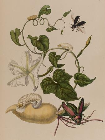 Illustration from 'Metamorphosis Insectorum Surinamensium. Ofte ...