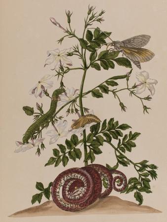 Illustration from 'Metamorphosis Insectorum Surinamensium. Ofte ...