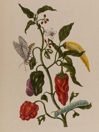Illustration from 'Metamorphosis Insectorum Surinamensium. Ofte ...
