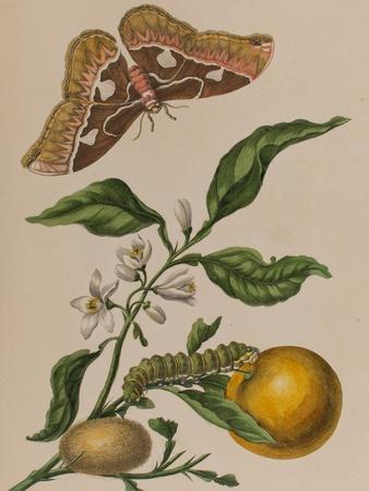 Illustration from 'Metamorphosis Insectorum Surinamensium. Ofte ...