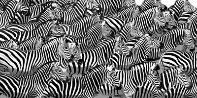 'Zebra Collage' Giclee Print - Mark Chandon | Art.com