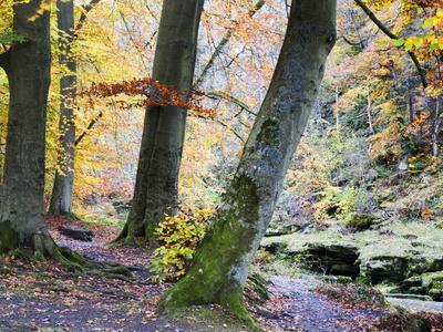 'Autumn Trees by the Strid in Strid Wood, Bolton Abbey, Yorkshire ...