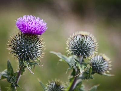 'Scottish Thistle Near Dunnottar Castle, Stonehaven, Aberdeenshire ...